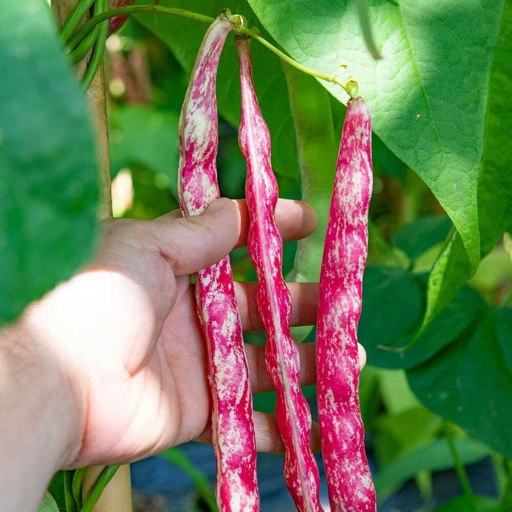 Asian Vegetable French Bean Seeds Forash Borlotto Borlotti 10 seeds