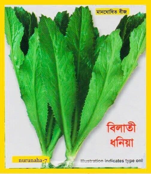Bangladeshi Bilathi Dhoniya or Bon Dula Thai Parsley Seeds HQ