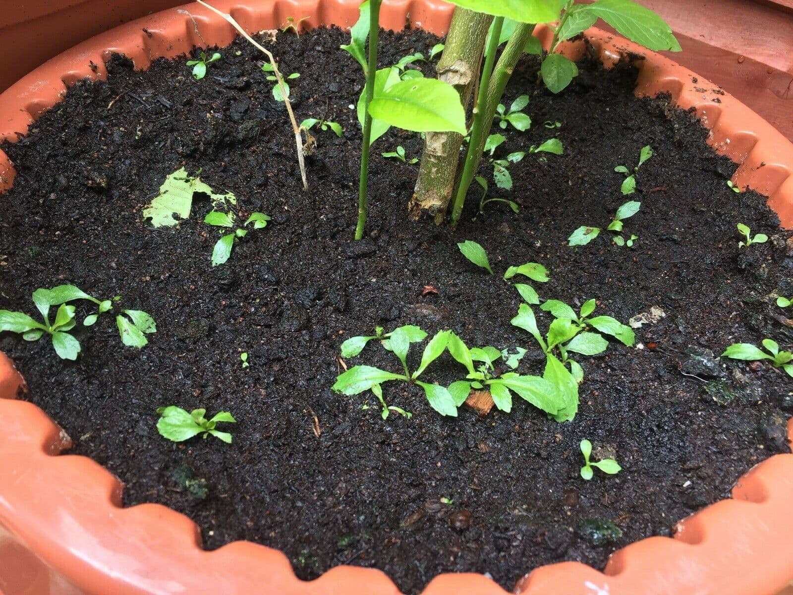 Bangladeshi Bilathi Dhoniya or Bon Dula Thai Parsley Seeds HQ