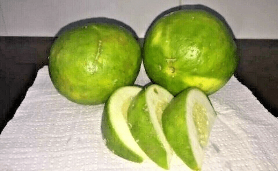 Bangladeshi Citrus Seeds Macroptera Hatkhora Satkara Shatkora Cabuyao