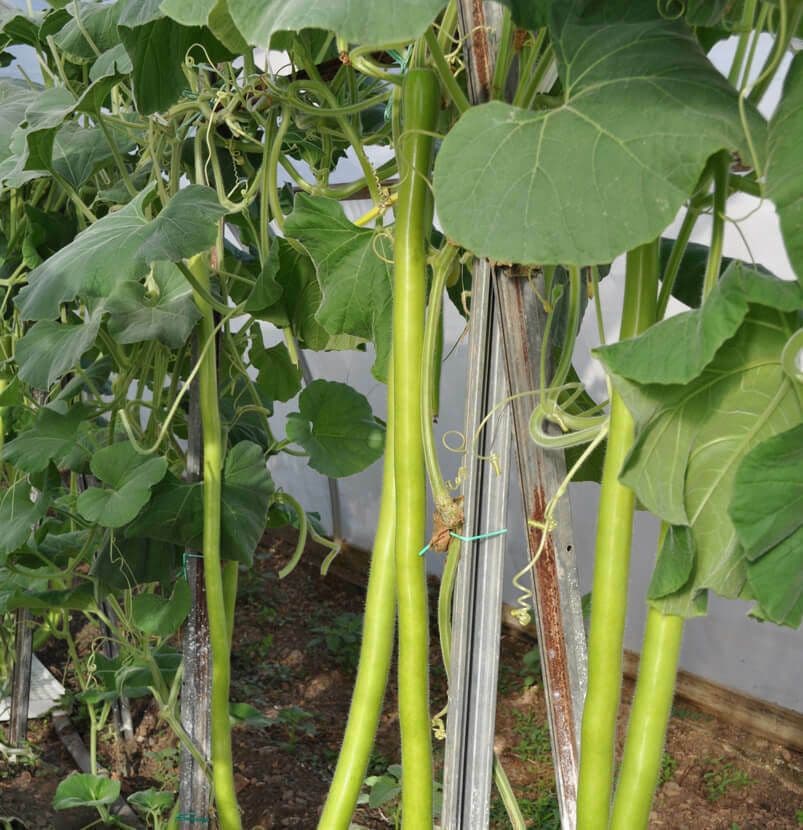 Bangladeshi Gourd Loggi Lauki Bash Lau Pani Kodu Doodhi 5 Seeds
