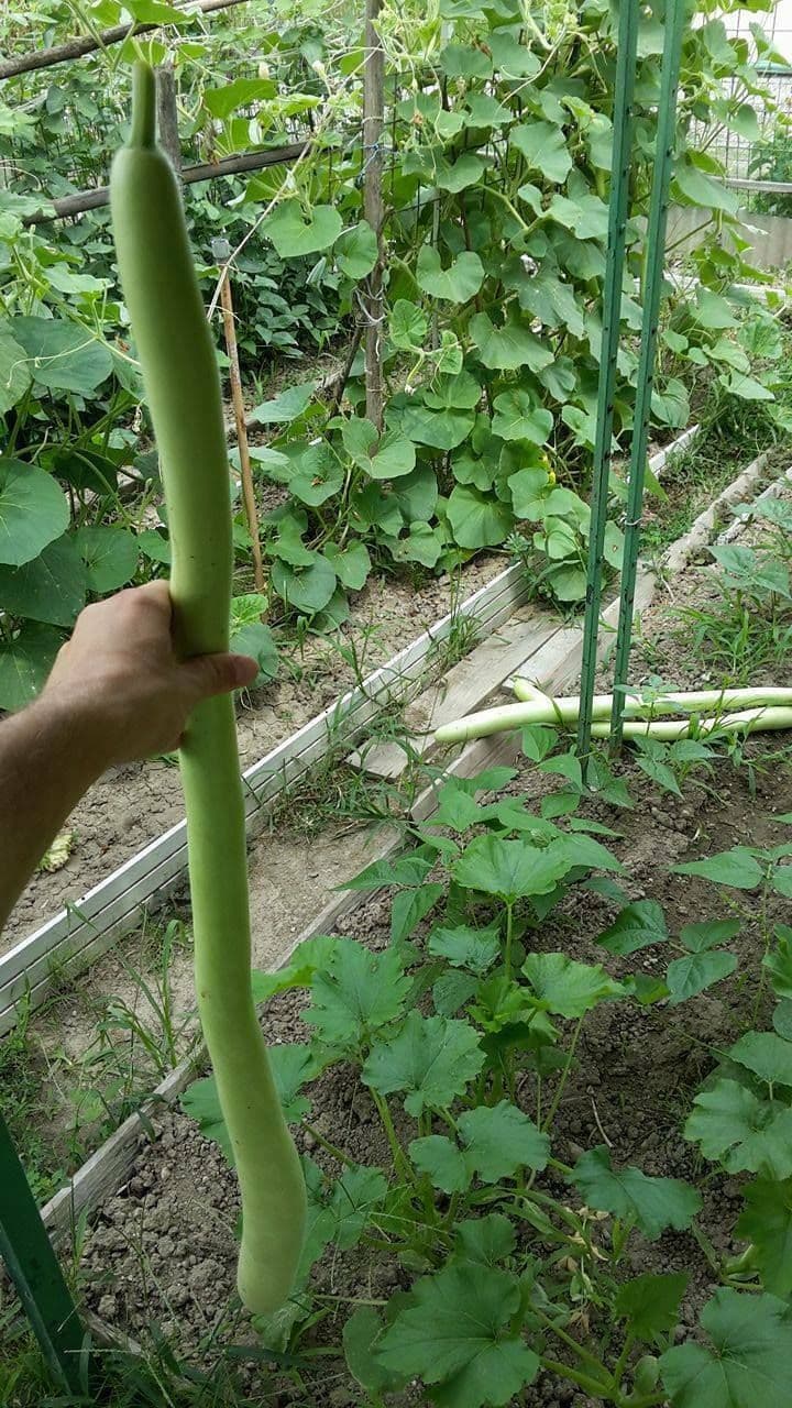 Bangladeshi Gourd Loggi Lauki Bash Lau Pani Kodu Doodhi 5 Seeds