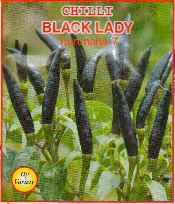 Bangladeshi Indian Hot BLACK LADY CHILLI Kasa Morich / HQ