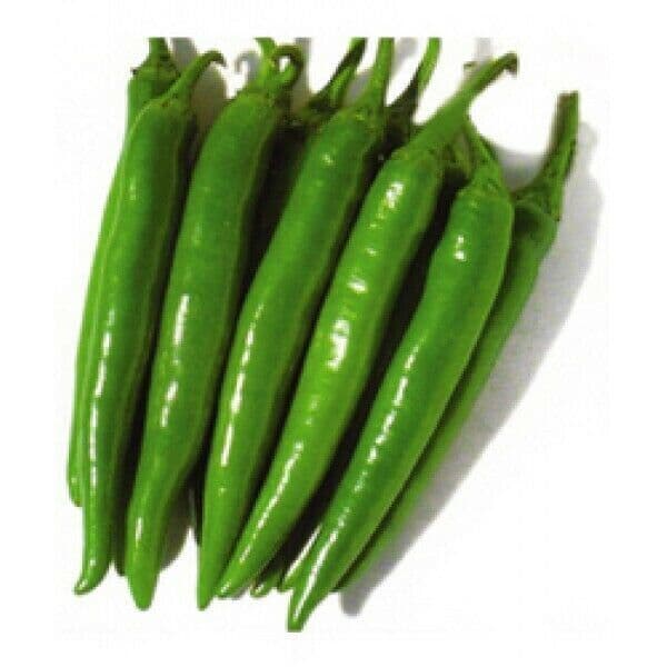 Bangladeshi INDIAN Hot Dwarf Green Chilli Kasa Morich 40 Seeds