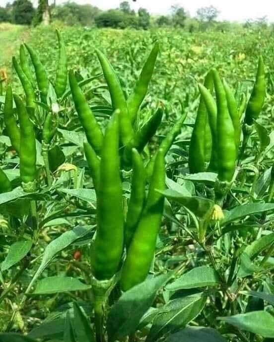 Bangladeshi INDIAN Hot Dwarf Green Chilli Kasa Morich 40 Seeds
