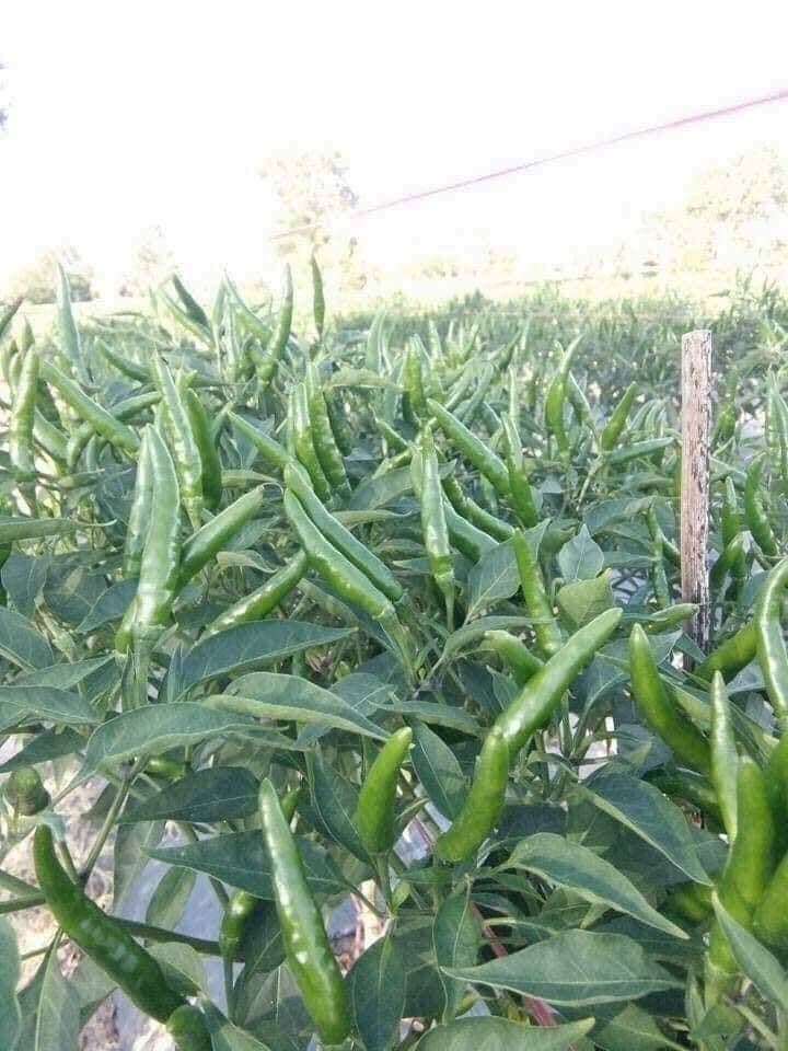 Bangladeshi INDIAN Hot Dwarf Green Chilli Kasa Morich 40 Seeds