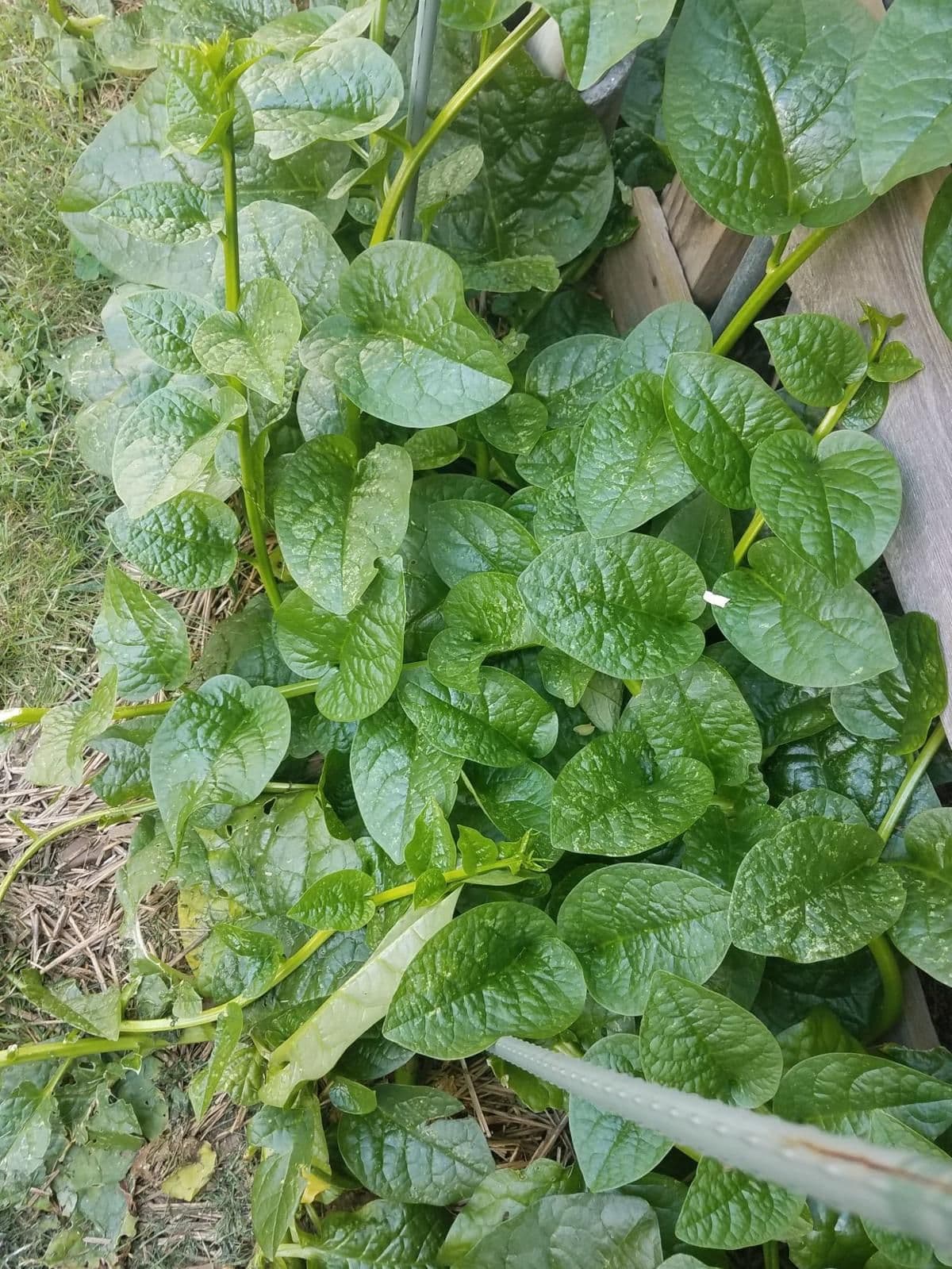 Bangladeshi Poi Shak Malabar Spinach 100 HIgh Quality Seeds