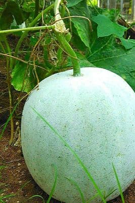 Indian, Bangladeshi Vegetable Seeds - Page 2