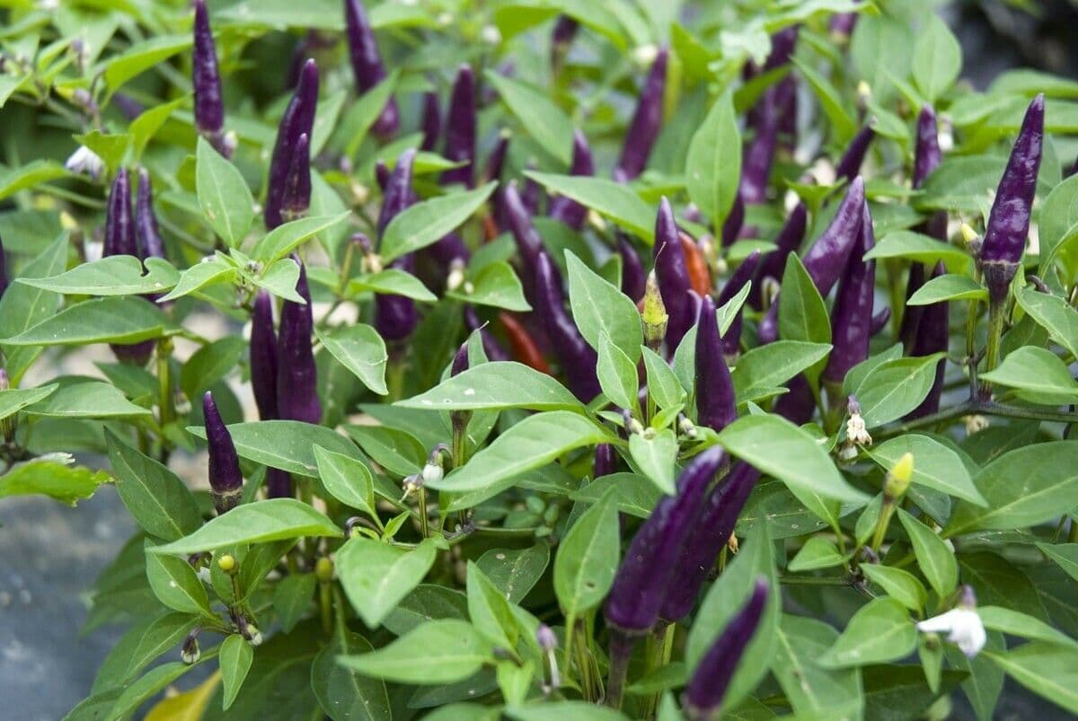 Bangladeshi Super Hot Black Devil Chilli Kasa Morich 32 Seeds