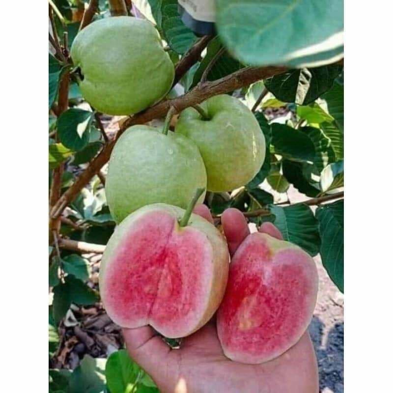 Bangladeshi Tropical GUAVA PSIDIUM GUAJAVA Pink Kazi Peyara 30 Seeds