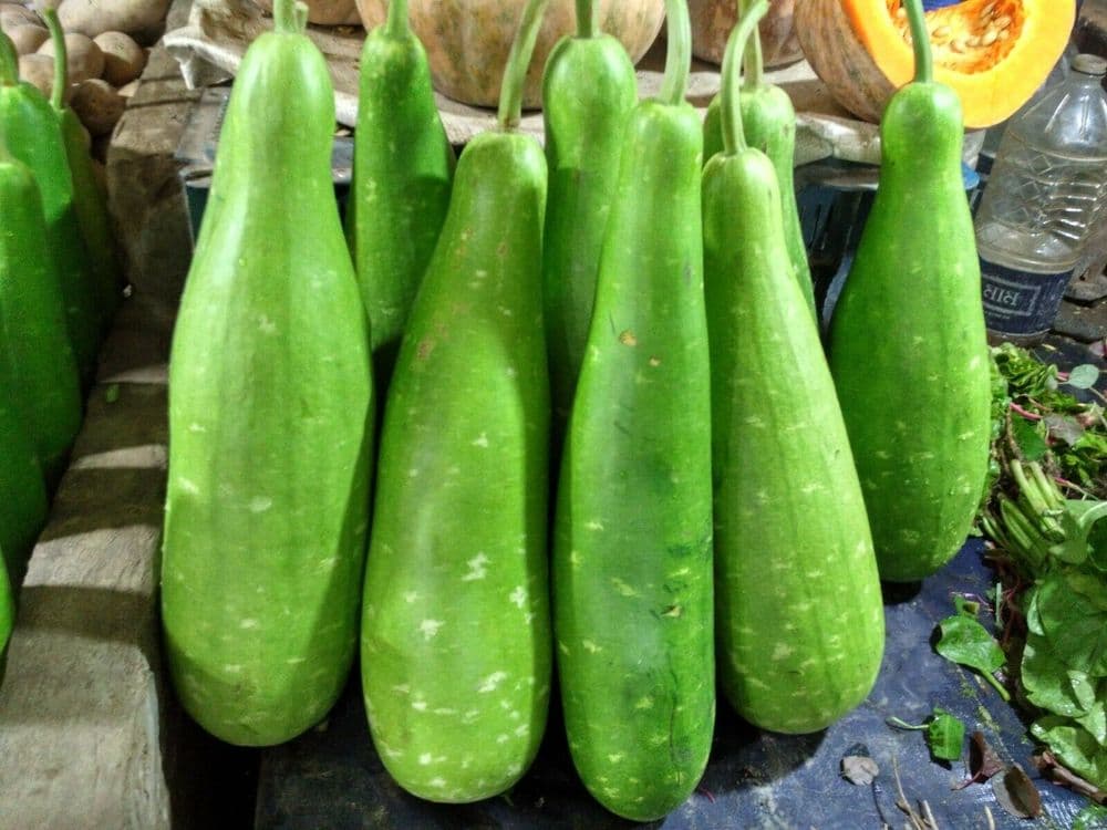 Bangladeshi Vegetable Aush Lau Kodu Lauki lokee Bottle Gourd Doodhi 10 ...