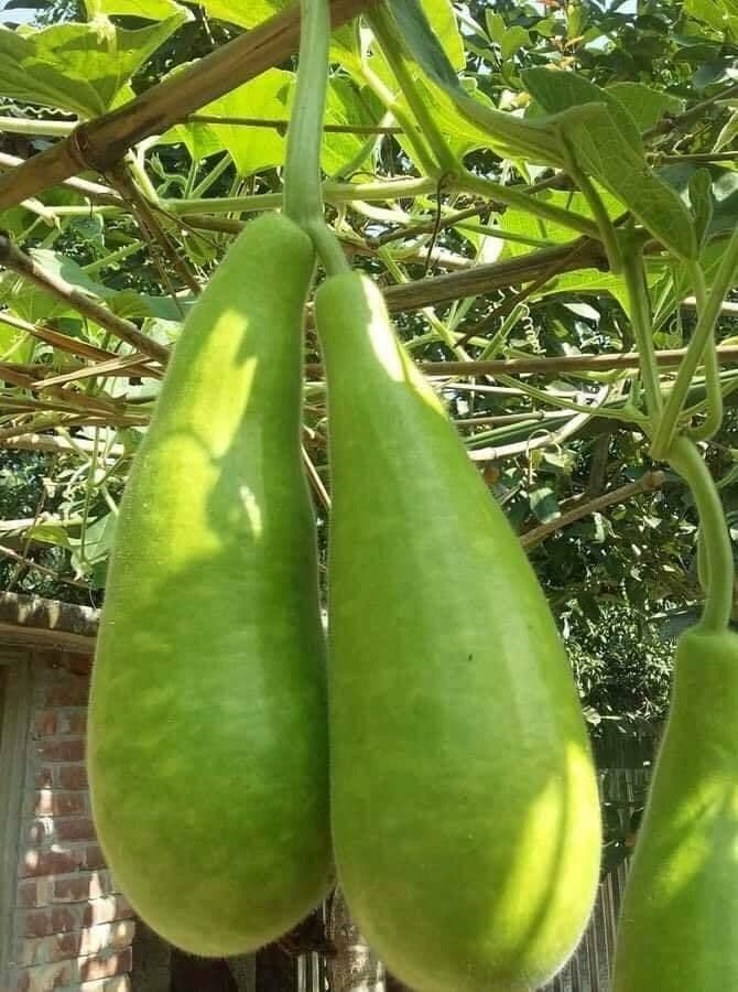 Bangladeshi Vegetable Aush Lau Kodu Lauki lokee Bottle Gourd Doodhi 10 ...