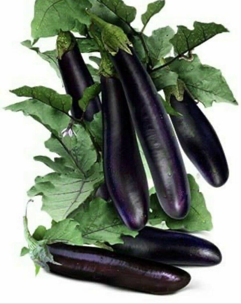 Bangladeshi Vegetable Begun Aubergine Brinjal Lota Baingon 115 Seeds