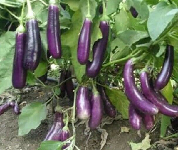 Bangladeshi Vegetable Begun Aubergine Brinjal Lota Baingon 115 Seeds