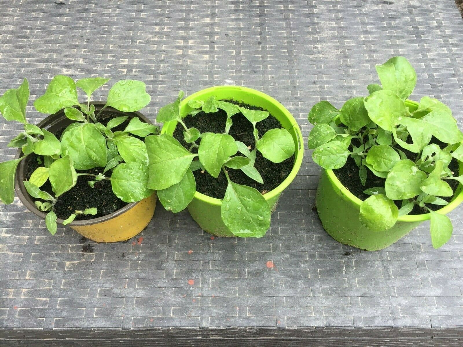 Bangladeshi Vegetable Begun Aubergine Brinjal Lota Baingon 115 Seeds