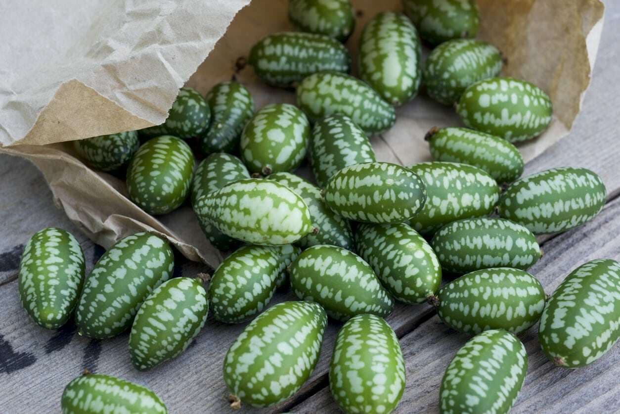 Bangladeshi Vegetable Cucamelon Cucumber Khira 100 Organic Easy Grow 20 ...