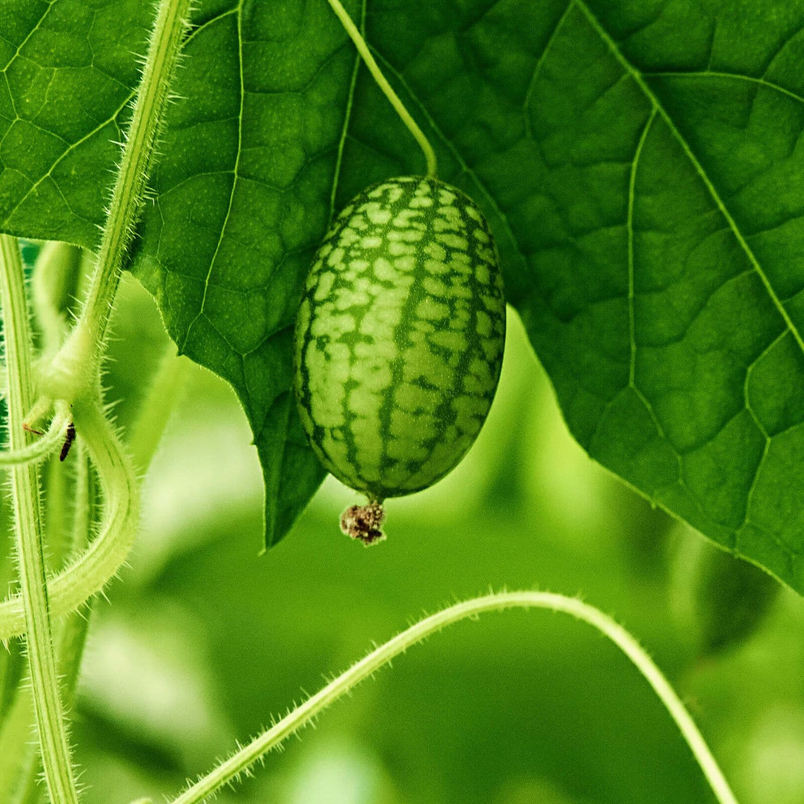Bangladeshi Vegetable Cucamelon Cucumber Khira 100 Organic Easy Grow 20 ...
