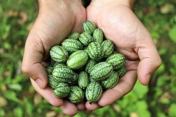 Bangladeshi Vegetable Cucamelon Cucumber Khira 100 Organic Easy Grow 20 ...