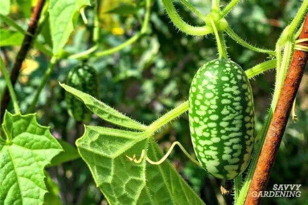 Bangladeshi Vegetable Cucamelon Cucumber Khira 100 Organic Easy Grow 20 ...