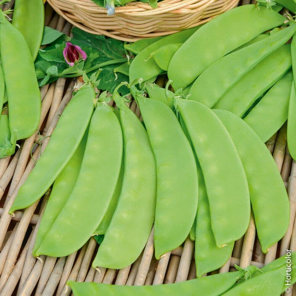 Bangladeshi Vegetable Flat Stir Fry Green Bean Pea Patla Shobuj Uri 20 ...