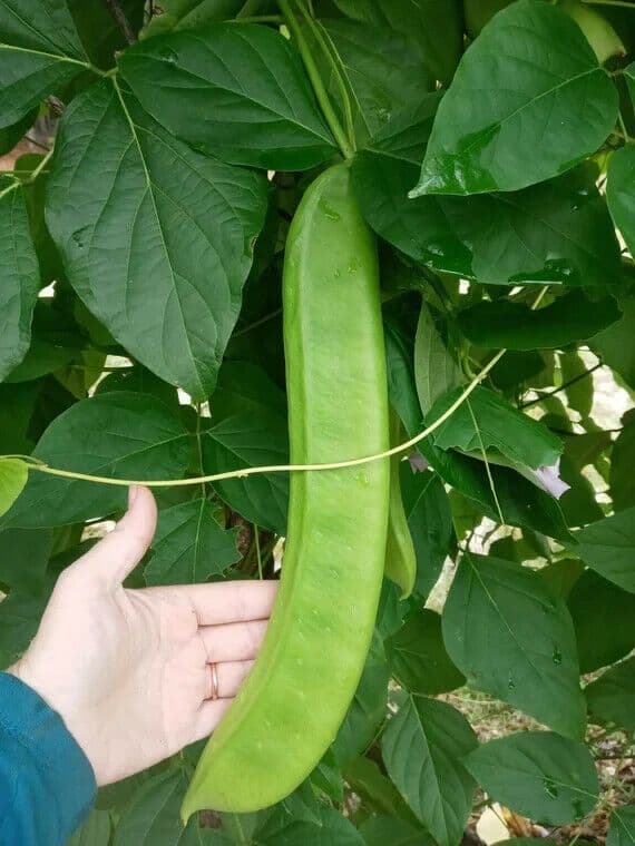 Bangladeshi Vegetable GIANT SWORD BEAN Mou Sim Jack Bean Talwar Uri 5 Seeds