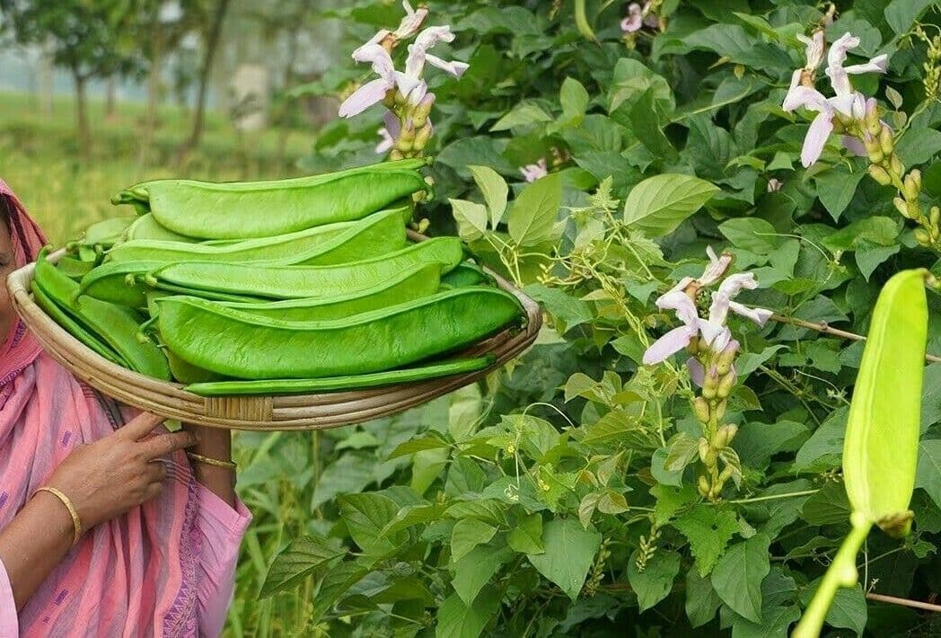 Bangladeshi Vegetable GIANT SWORD BEAN Mou Sim Jack Bean Talwar Uri 5 Seeds