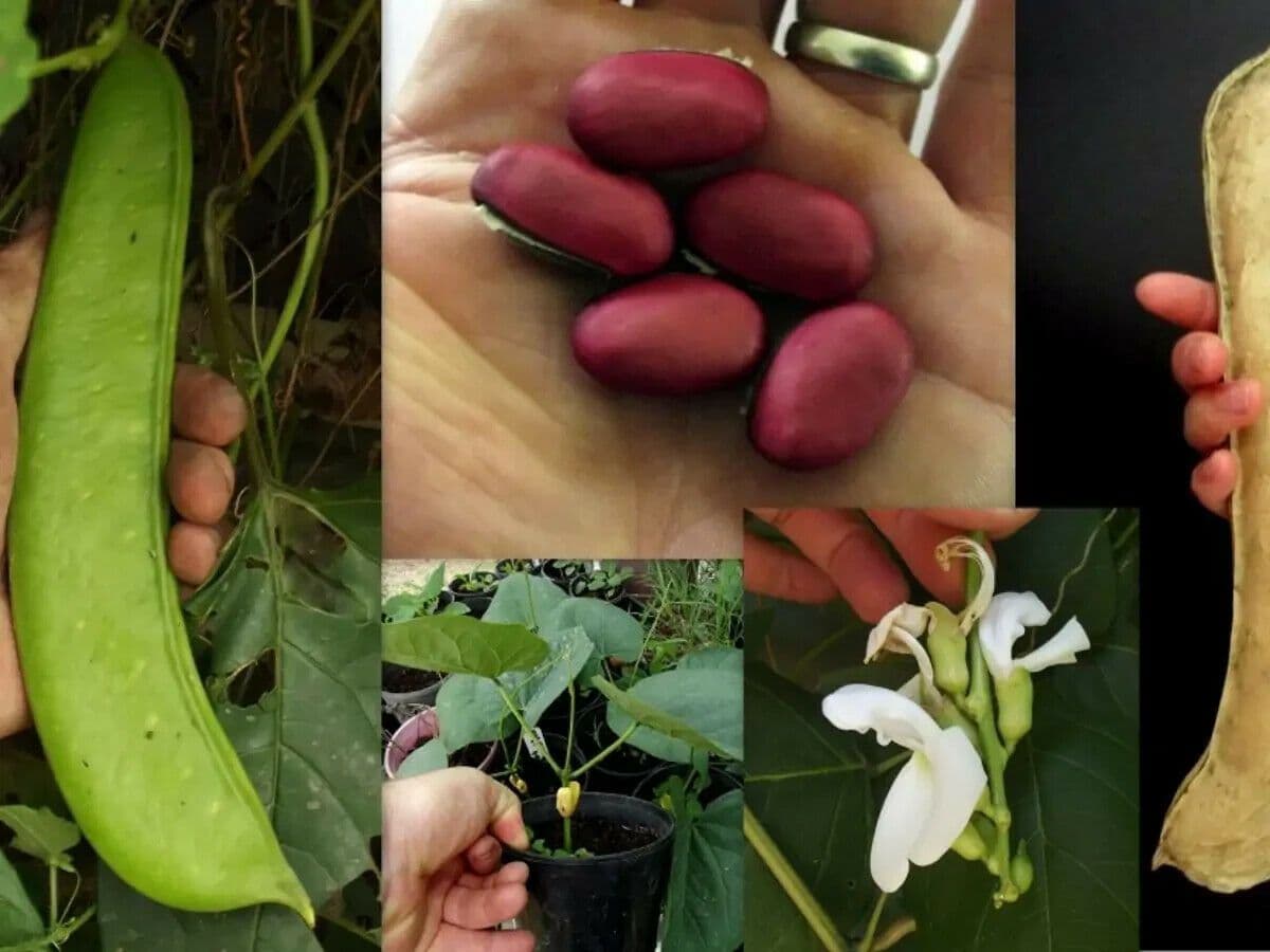 Bangladeshi Vegetable GIANT SWORD BEAN Mou Sim Jack Bean Talwar Uri 5 Seeds