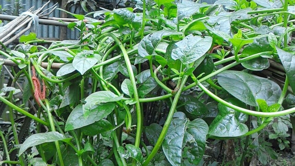 Bangladeshi Vegetable Malabar Spinach Pui Sak Poi Shak High Yield 41 Seeds