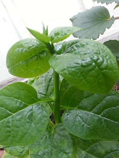 Bangladeshi Vegetable Malabar Spinach Pui Sak Poi Shak High Yield 41 Seeds
