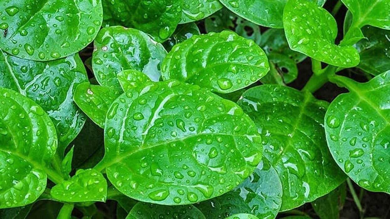 Bangladeshi Vegetable Malabar Spinach Pui Sak Poi Shak High Yield 41 Seeds