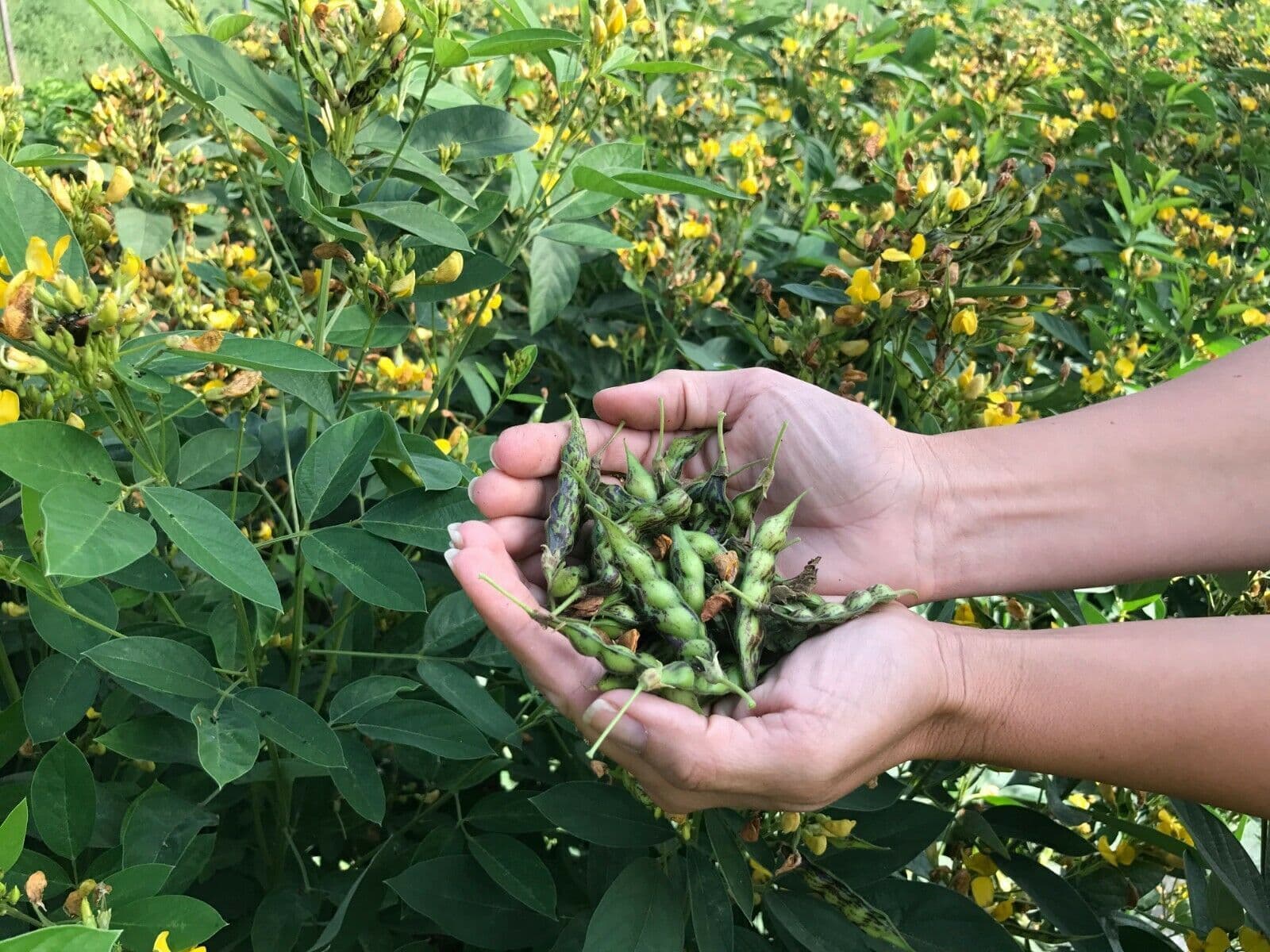 Bangladeshi Vegetable Pigeon Bean Pigeon Pea ; ; 15 Seeds
