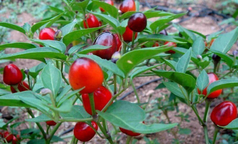 Bangladeshi Vegetable Seeds Hot Chilli Pepper Red Cherry Bomb Chilli 15 ...