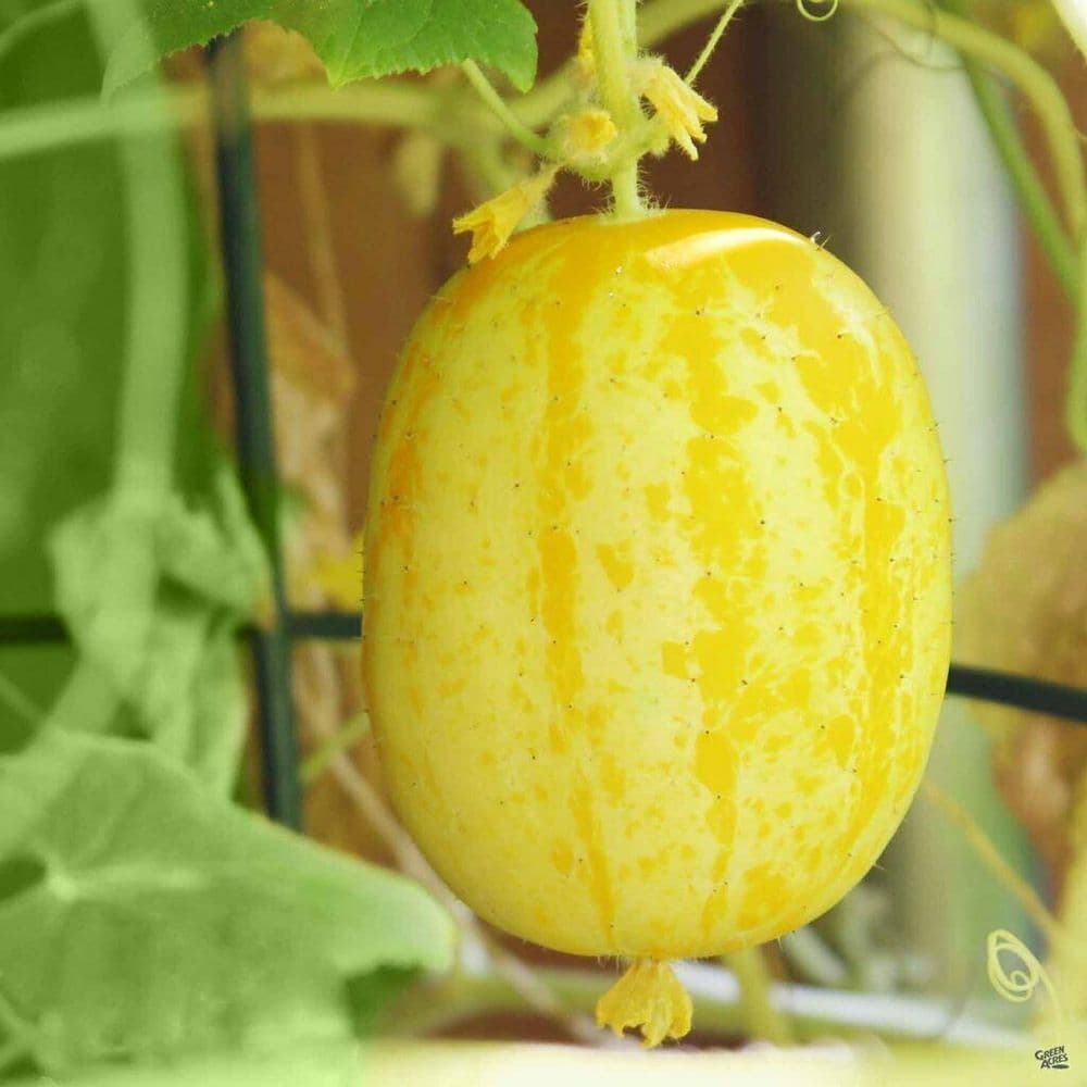 Bangladeshi Vegetable Seeds Lemon Cucumber Khira 100 Organic Easy Grow