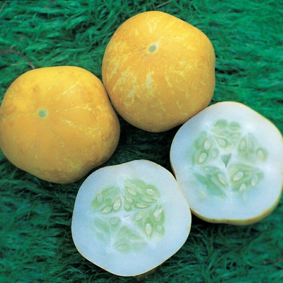 Bangladeshi Vegetable Seeds Lemon Cucumber Khira 100 Organic Easy Grow