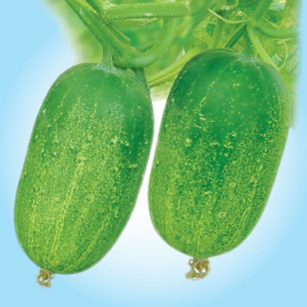 Bangladeshi Vegetable Short Cucumber/ Khira/ 100 Finest Quality 40 Seeds