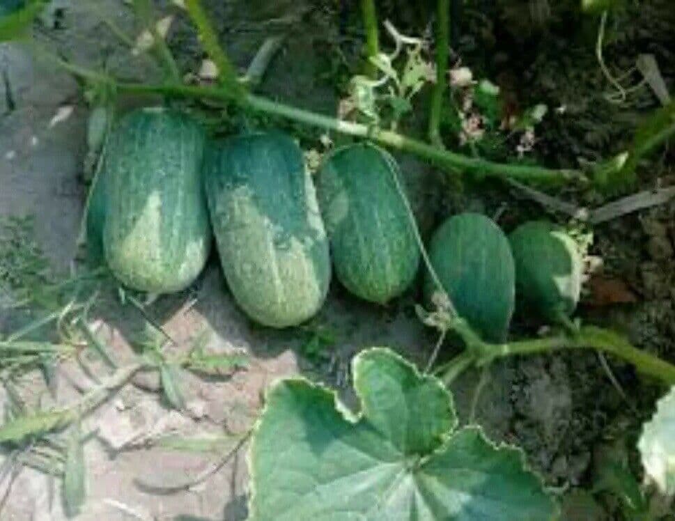 Bangladeshi Vegetable Short Cucumber/ Khira/ 100 Finest Quality 40 Seeds