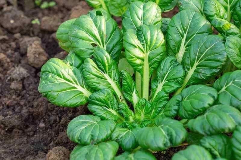 Chinese Thai Seeds Garden TAT CHOI Tatsoi Tat Choy HQ Easy Grow