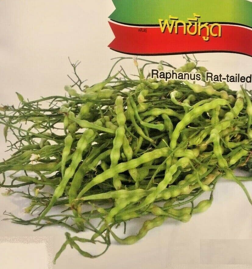 Chinese Thai Vegetable Raphanus - Rat Tailed 100 seeds