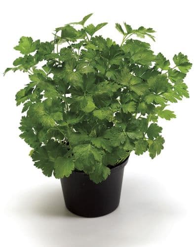 Indian, Bangladeshi Vegetable Seeds