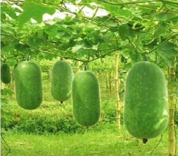 Hybrid Bangladeshi Vegetable Wax Gourd Winter Mellon Jali Kumra 10 Seeds