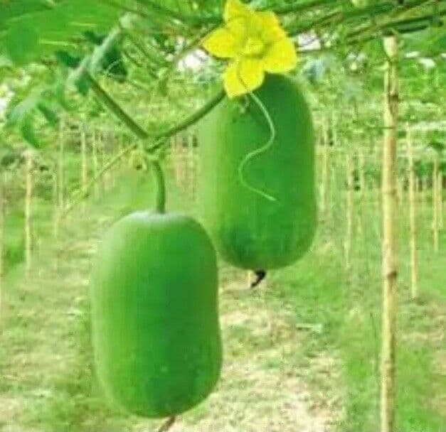 Hybrid Bangladeshi Vegetable Wax Gourd Winter Mellon Jali Kumra 10 Seeds