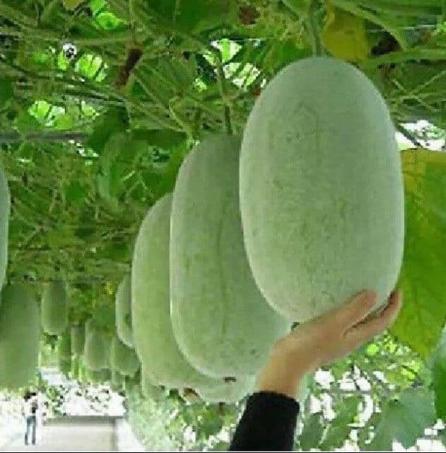 Hybrid Bangladeshi Vegetable Wax Gourd Winter Mellon Jali Kumra 10 Seeds
