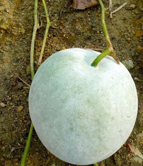Hybrid Bangladeshi Vegetable Wax Gourd Winter Mellon Jali Kumra 10 Seeds