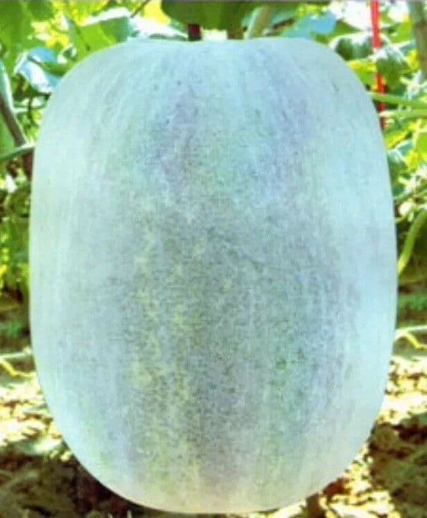 Hybrid Bangladeshi Vegetable Wax Gourd Winter Mellon Jali Kumra 10 Seeds
