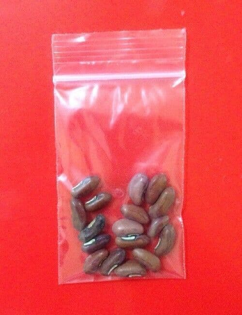 Hybrid Bangladeshi White Yard Long Bean Lubi Uri Ramai Uri Borboti 20 Seeds