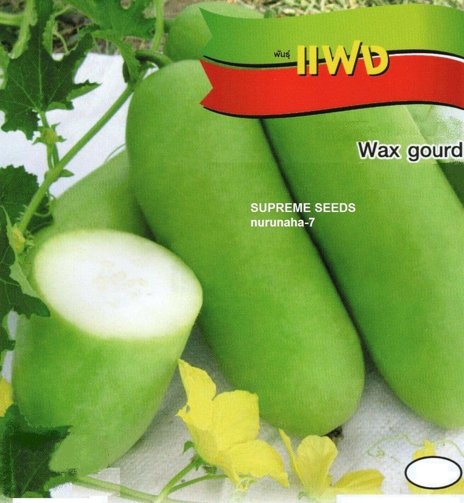 Hybrid Chinese Thai Vegetable Wax Gourd Winter Mellon Jali Kumra 10 Seeds