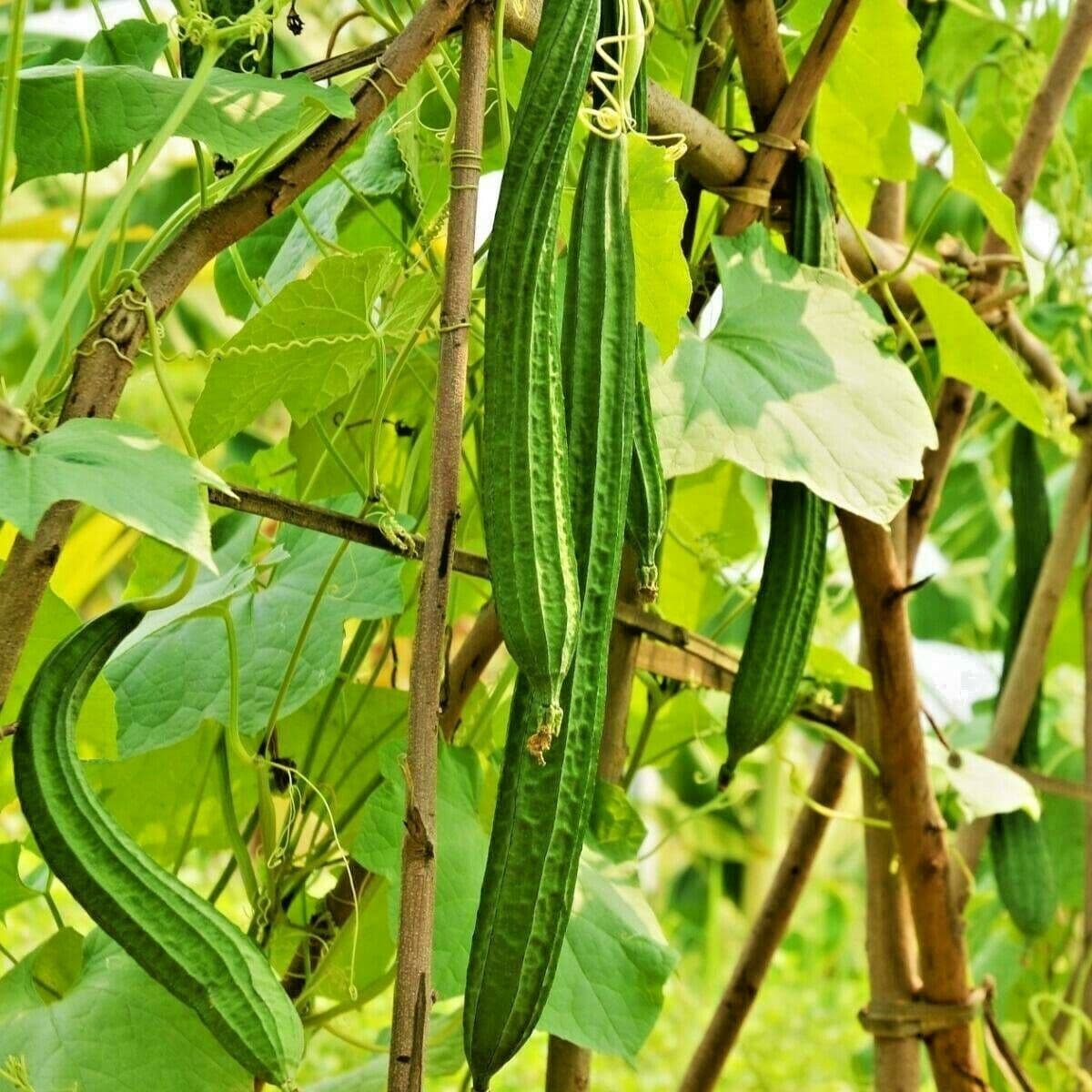 Hybrid F1 Bangladeshi Ridge Gourd Zinga Dundul Tori Ridge Gourd 10 Seeds