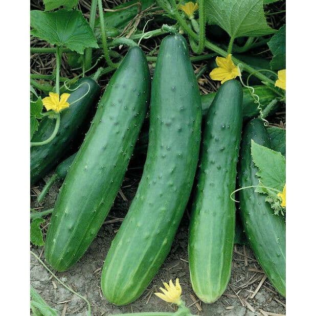 Indian Bangladeshi Cucumber Khira Shosha 100 Organic 40 seeds