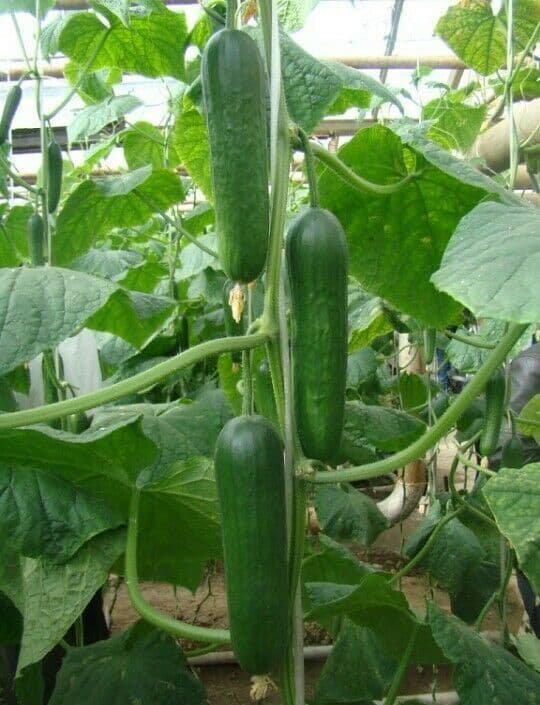 Indian Bangladeshi Cucumber Khira Shosha 100 Organic 40 seeds
