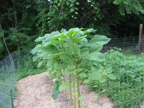 Indian, Bangladeshi Vegetable Seeds